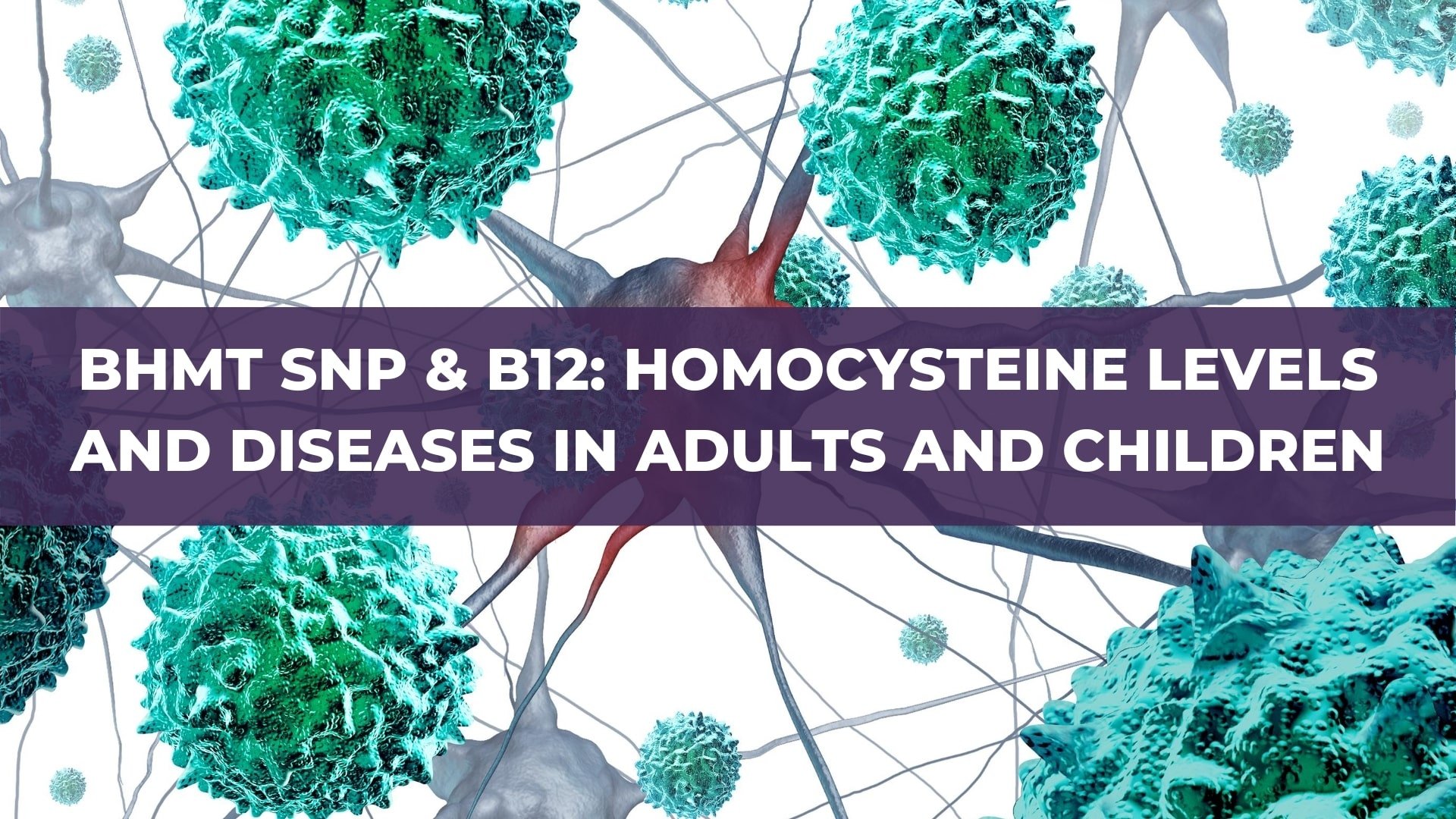 BHMT SNP and B12: Homocysteine Levels and Diseases in Adults and ...