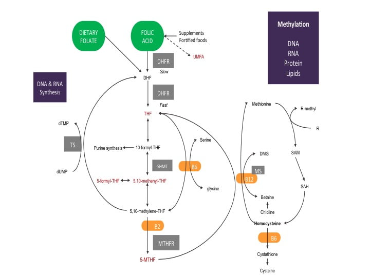 How Does Folic Acid Supplementing or Fortifying Affect Your Body ...