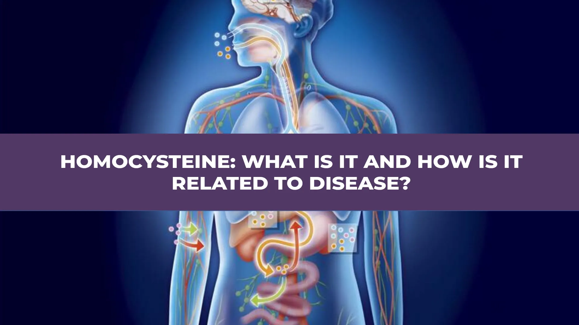 Homocysteine: What is it and how is it related to disease? - MTHFR ...