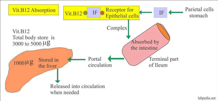 Vitamin B12 - The ever-important nutrient. What your genetics may tell ...