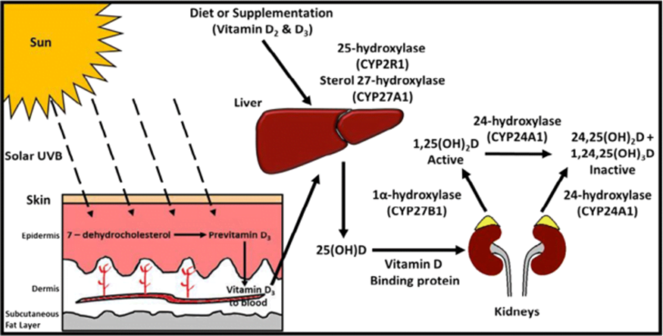 Vitamin D: The ‘sunshine’ vitamin | MTHFR Support Australia