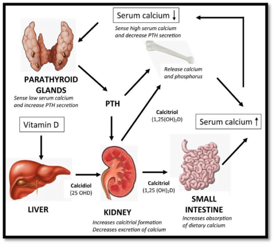 Vitamin D: The ‘sunshine’ vitamin | MTHFR Support Australia