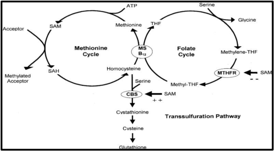 Do MTHFR polymorphisms make you more susceptible to COVID-19? | MTHFR ...